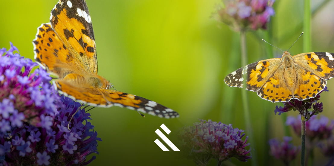 Proactive Measures Boost Pollinator Habitats