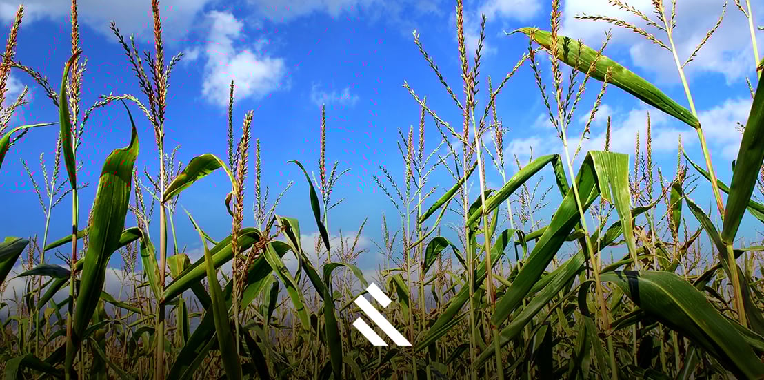 Renewable Diesel Feedstocks: Considering Plant- and Animal-Based Options