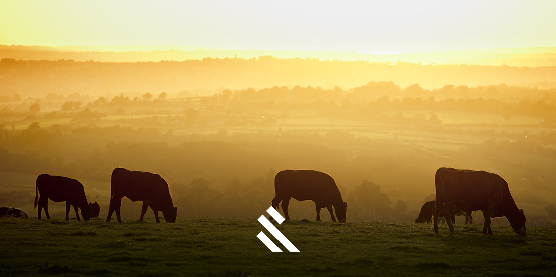 Renewable Diesel Feedstocks: What Operators Need to Know